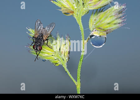 A fly with drops of dew on its eyes Focus stacking of 40 images Stock ...