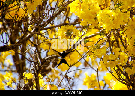 Bird flying at autumn branches; Flower and bird sketches of Beibun part ...