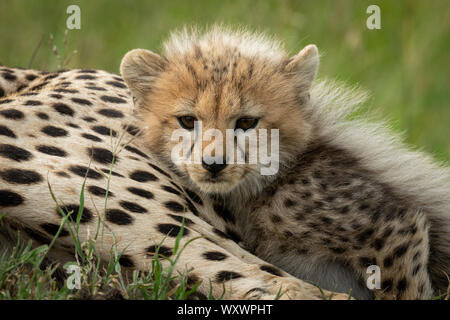Cheetah cub lies beside mother in grass Stock Photo - Alamy