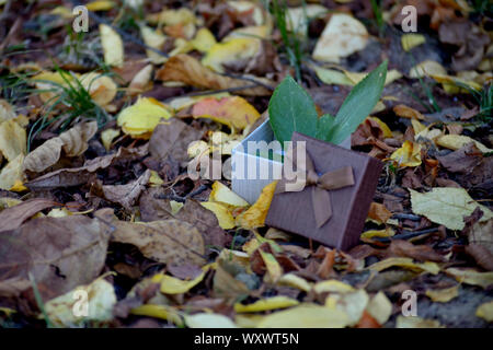 Gift box in autumn fallen leaves on ground in park, copy space. Present ...