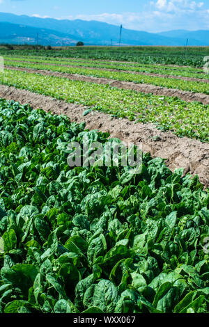 Rows of harvest of spinach on the farm field Stock Photo - Alamy