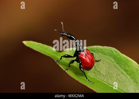 Female, Giraffe Weevil, Trachelophorus giraffa, Sahamalaotra Reserve ...