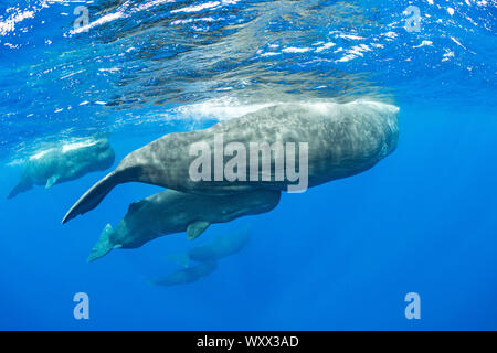 Sperm Whale (Physeter macrocephalus) group of seven with diver filming them, Caribbean Sea ...