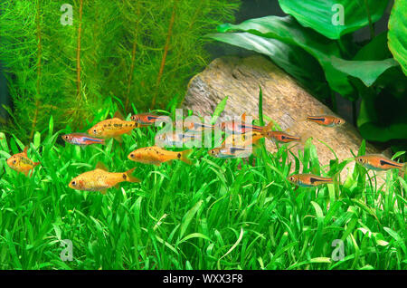 Gold barb Barbodes semifasciolatus Chinese barb aquarium fish isolated ...