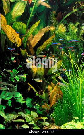 Cardinal tetra (Paracheirodon axelrodi, Cheirodon axelrodi ...