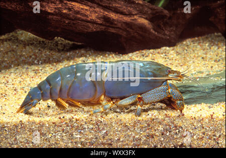 Giant African fan shrimp ( Atya gabonensis), aka African filter shrimp ...