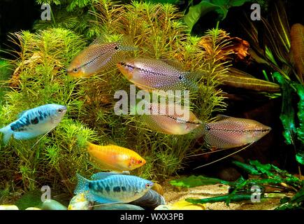 Pearl Gourami, trichogaster leeri Stock Photo: 111548735 - Alamy