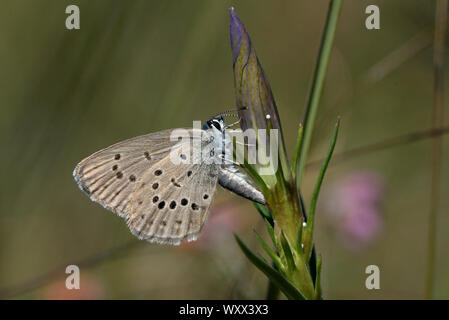 Alcon Blue (Maculinea alcon) female on Marsh Gentian (Gentiana ...