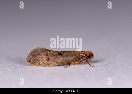 Case-bearing clothes moth, Case Bearing Carpet, Case Making Clothes ...