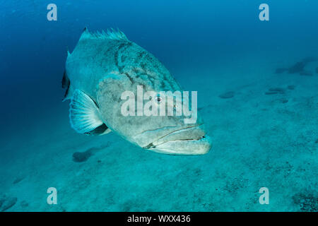 Big Gulf grouper (Mycteroperca jordani), Cabo Pulmo Marine National ...