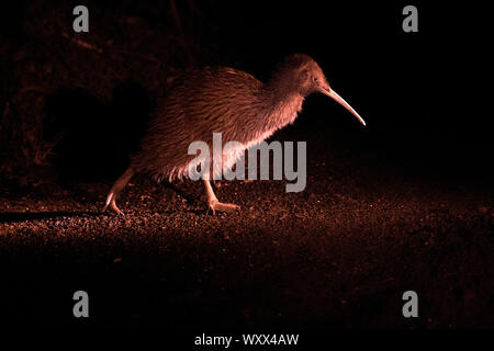 Stewart Island Brown Kiwi / Southern Tokoeka (Apteryx australis Stock ...