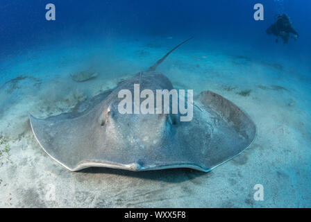 Canary fish. Roughtail stingray (dasyatis centroura). Archipielago ...