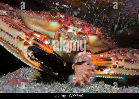 Swimming crab (Cronius ruber). Newly cited species in the Canary ...