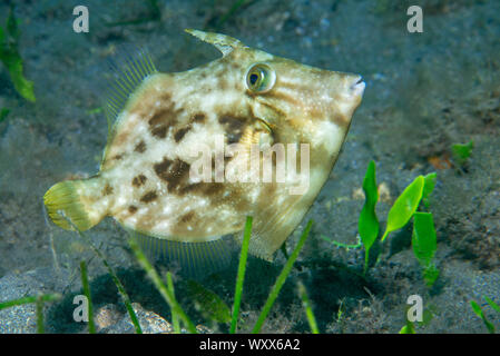 Planehead filfish (Stephanolepis hispidus), Tenerife, Fish of the ...