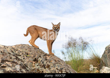 Caracal (Caracal caracal) , Occurs in Africa and Asia, Adult animal ...
