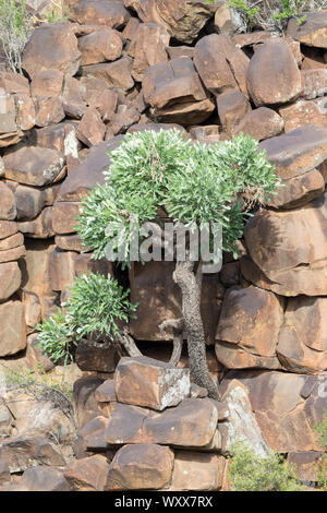 Spiked Cabbage Tree, Lowveld Cabbage Tree or Common Cabbage Tree ...