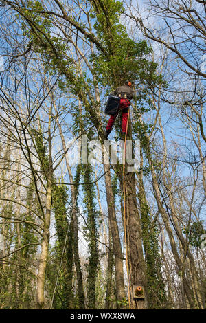 Man rescue a cat stuck in tree , cat in the tree, cat in trouble Stock ...