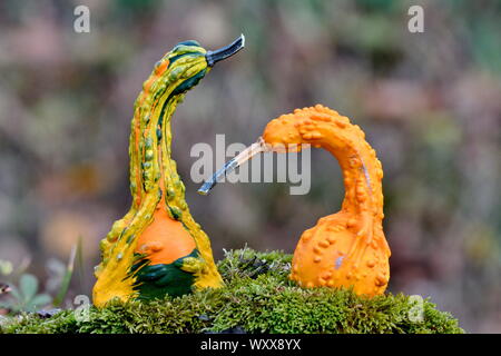 Colocynth (Citrullus colocynthis Stock Photo - Alamy