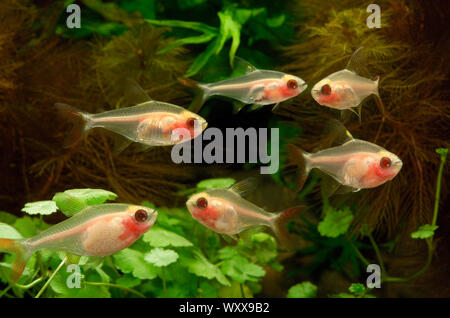 X-ray tetra, X-ray fish, pristella (Pristella maxillaris, Pristella ...