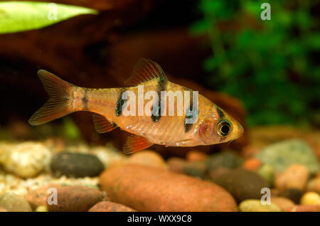 Five-banded barb, Fiveband barb (Desmopuntius pentazona, Barbodes Stock ...