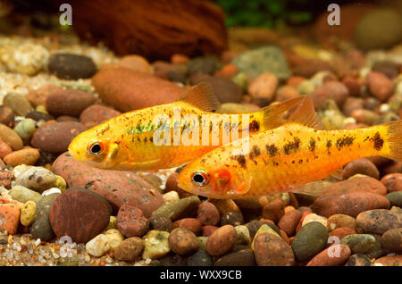 Gold barb Barbodes semifasciolatus Chinese barb aquarium fish isolated ...