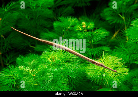 Freshwater pipefish (Microphis brachyurus aculeatus Stock Photo - Alamy