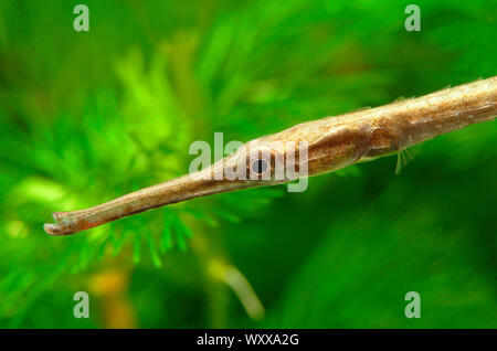 Freshwater pipefish (Microphis brachyurus aculeatus Stock Photo - Alamy