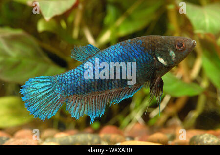 Male and female Siamese fighting fish in a courtship dance, Betta ...