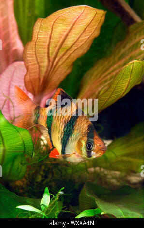 Sumatra barb, tiger barb (Puntius tetrazona, Barbus tetrazona), two ...