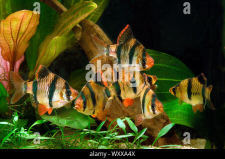 Group tiger barb or sumatra barb Puntius tetrazona fish in the aquarium ...