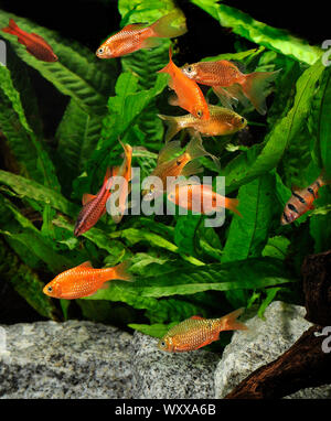 Five-banded barb, Fiveband barb (Desmopuntius pentazona, Barbodes ...
