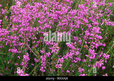 Dorset heath, Erica ciliaris, in full flower on heathland, July Stock ...