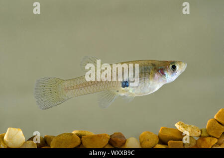 mosquito fish, mosquitofish (Gambusia affinis), female Stock Photo - Alamy