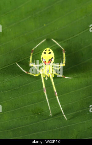Hawaiian Happy Face Spider (Theridion grallator) is a spider in the ...