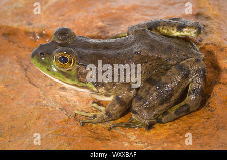 The American Bullfrog (Rana catesbeiana), often simply known as the ...