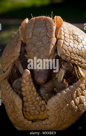 Three banded armadillo rolling up into defensive ball {Tolypeutes ...