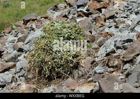 American Pika (Ochotona princeps) at hay pile, Bridger-Teton National ...