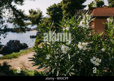 oleander (Nerium oleander), on the beach, Greece Stock Photo - Alamy