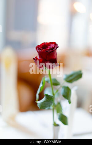 The Red Rose stands for passion and love. Stunningly beautiful growing ...