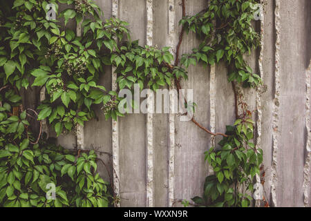 Contemporary Gray Concrete with crawling Vine Stock Photo - Alamy