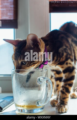Beautiful bengal cat next to a cup of milk on a wooden table Stock ...