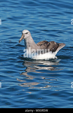 Salvin's Albatross (Thalassarche salvini) immature in flight with Pink ...