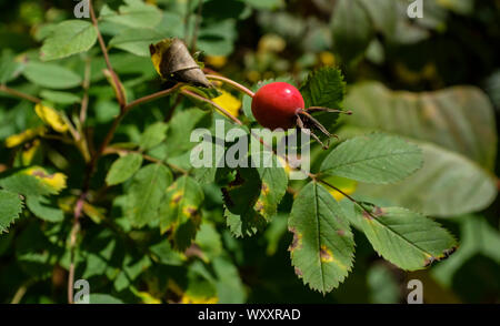 Woods rosehip blooming in red and pink flowers Stock Photo - Alamy