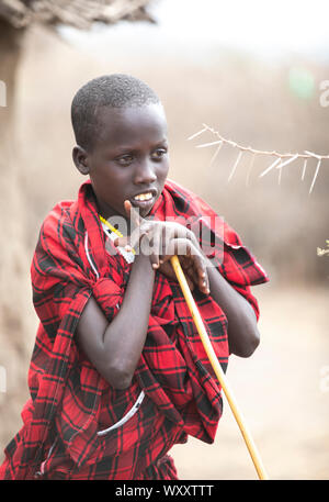 A young Maasai boy in traditional clothing holds several cattle sticks ...