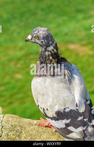 Back view of a pigeon in the street on a sunny day Stock Photo - Alamy