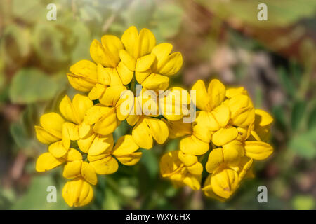 Yellow flower Alyssum caucasicum from the Brassicaceae family. Yellow ...
