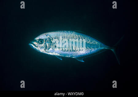 Barcheek Trevally, Carangoides plagiotaenia, Tatawa Besar dive site ...