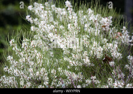 White flowers of the Western Australian native Eucalyptus pleurocarpa ...