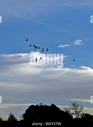 Flock of birds fly over Alameda Creek, California Stock Photo - Alamy