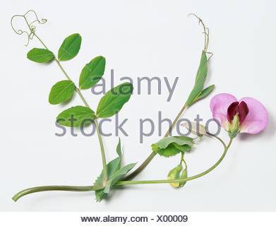 Pisum sativum flower wild pea climbing vine with green opposite Stock ...